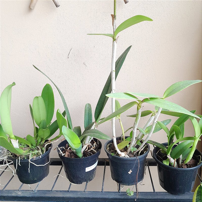 Kit 4 Cattleyas Adultas - Orquídeas & Cia