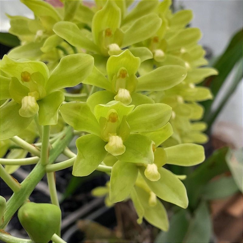 Grammatophyllum scriptum - Orquídeas & Cia