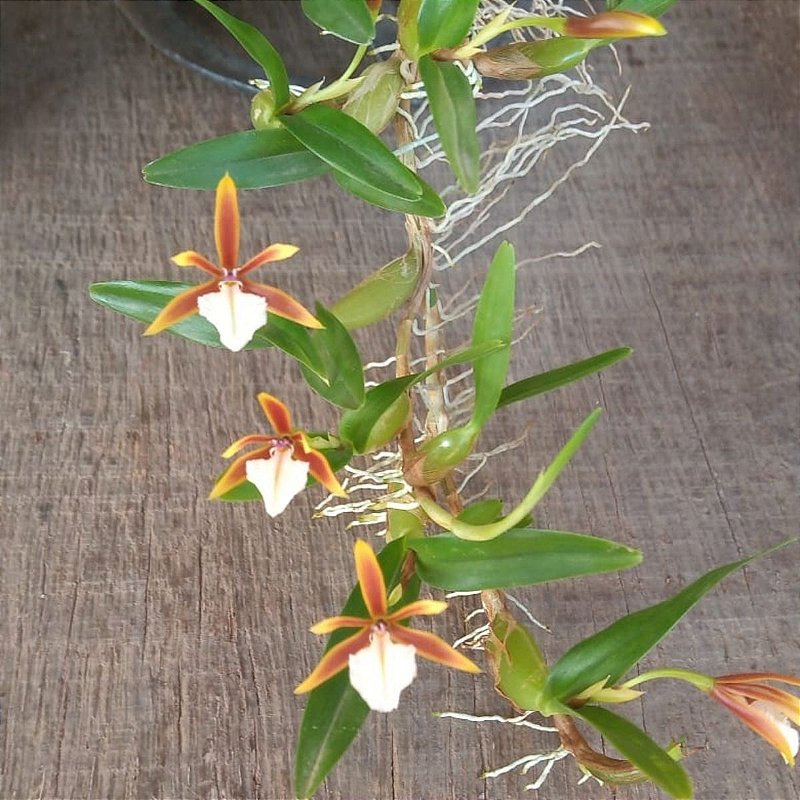 Dinema polibulbo (polybulbon) - Orquídeas & Cia