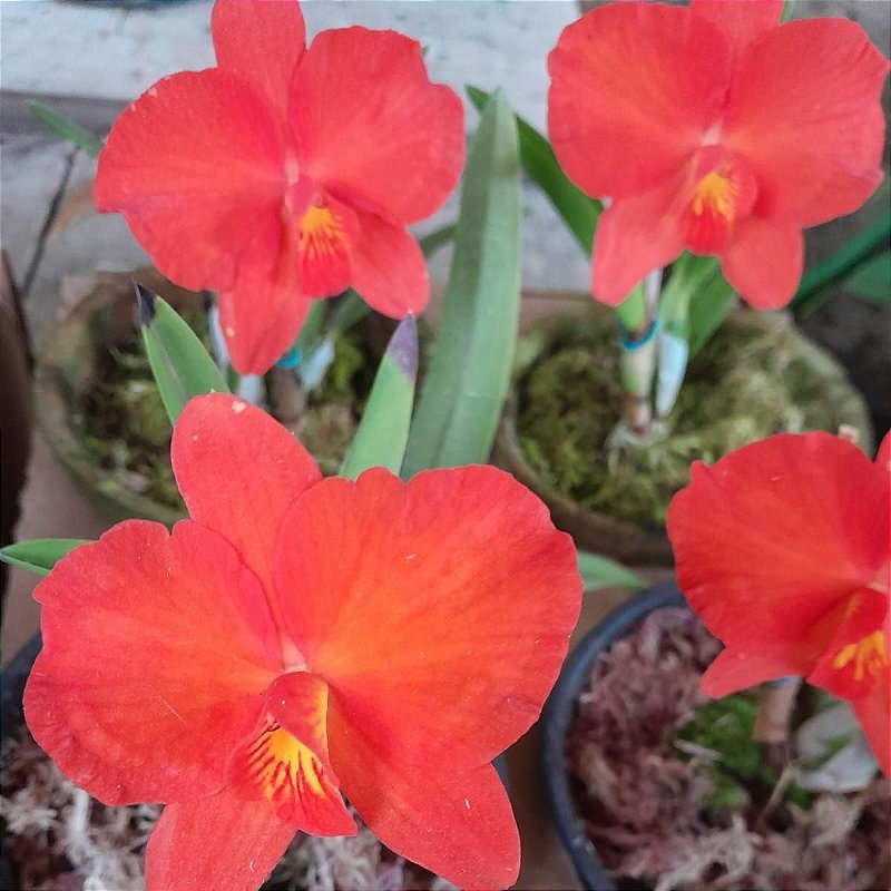 Sophronitis coccinea (Cattleya coccinea) - Orquídeas & Cia