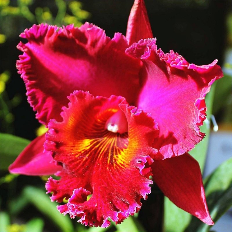 Brassolaeliocattleya Chia Lin - Orquídeas & Cia