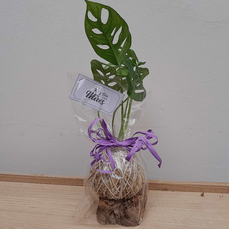 Kokedama de Monstera adansonii para Presente com Suporte de Madeira ...