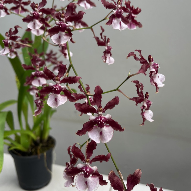 Oncidium Sharry baby (Orquídea chocolate) - Orquídeas & Cia