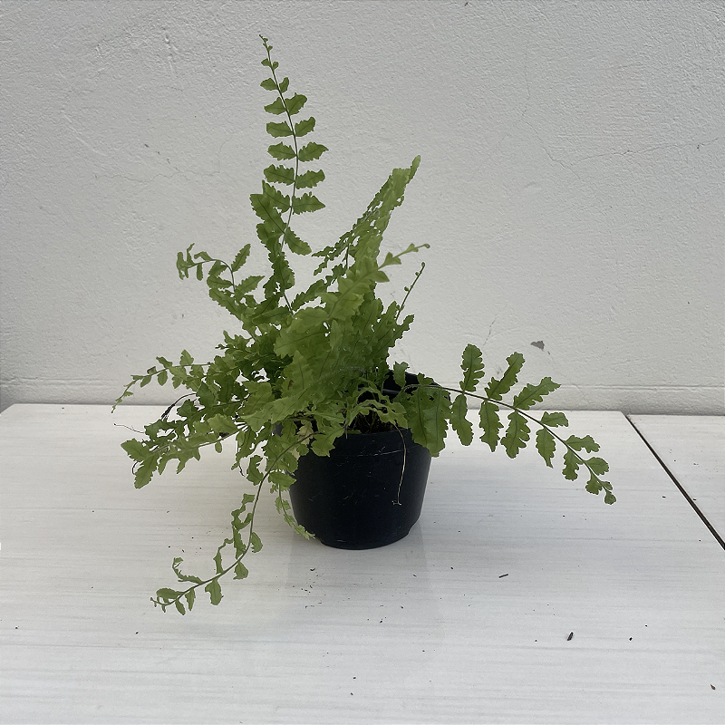 Folhagem Samambaia de Metro MUDA (Polypodium subauriculatum ...