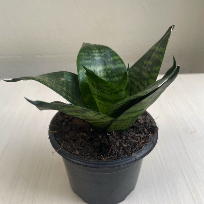 Folhagem Mini Espada de São Jorge - Orquídeas & Cia