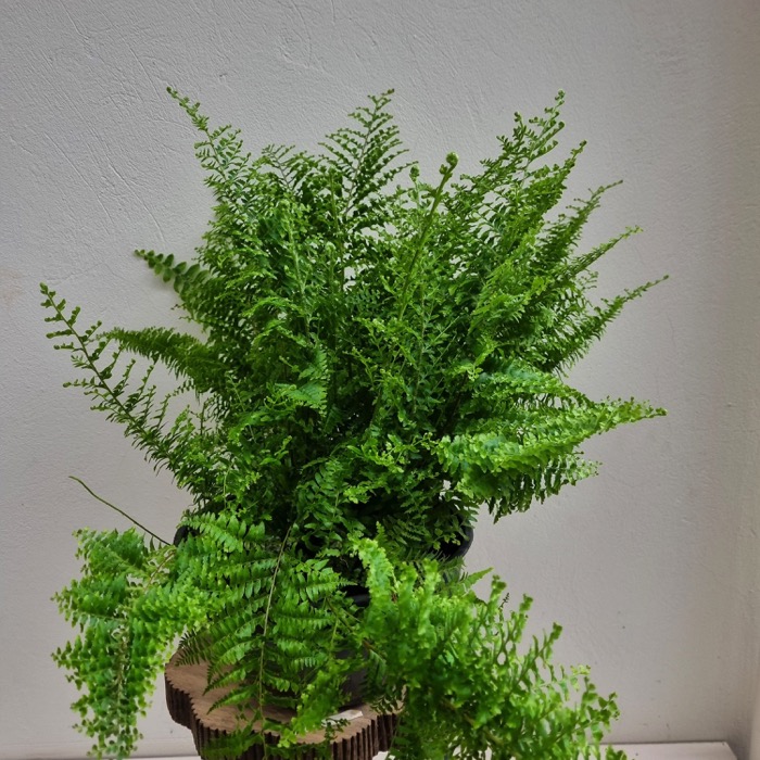 Samambaia cabelo de anjo ou asa de anjo (Adiantum raddianum ...