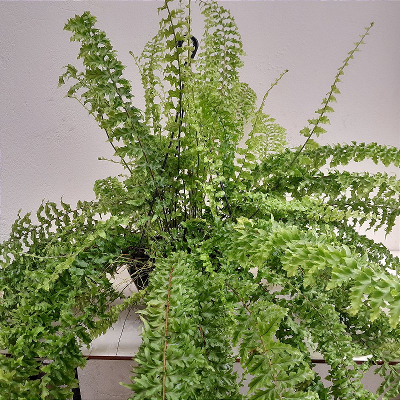 Folhagem Samambaia hilli (Nephrolepis exaltata 'Hilli') - Orquídeas & Cia