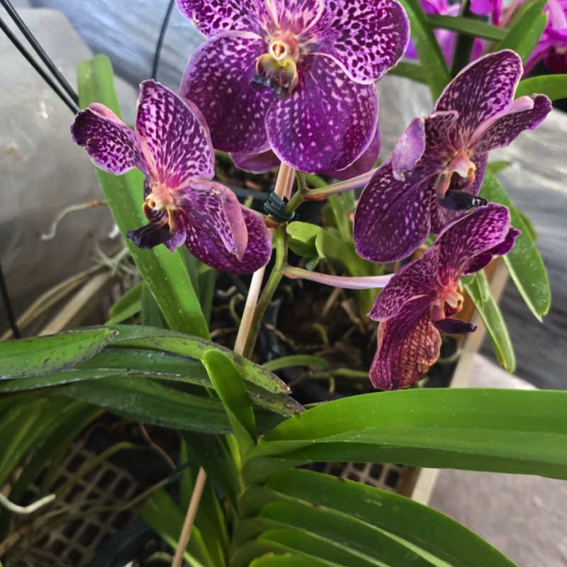 Vanda Chocolate Brown Orquídea Aérea - Orquídeas & Cia
