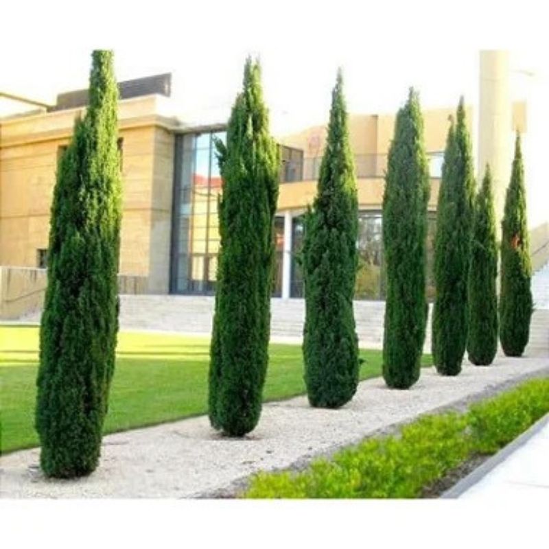 Cipreste Italiano ou Pinheiro Vela (Cupressus sempervirens ...