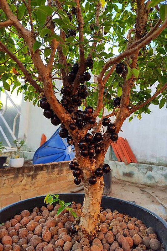 Jabuticaba Hibrida (Jabuticabeira) - Orquidario em Mogi Mirim/SP - As mais lindas Orquídeas!