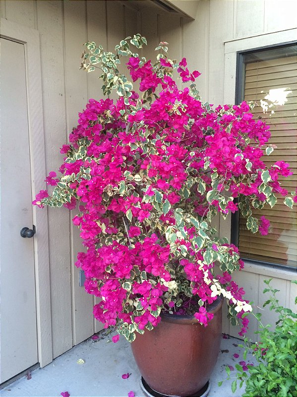 Primavera Variegata Pink - Bougainvillea Pink - Orquidario em Mogi ...