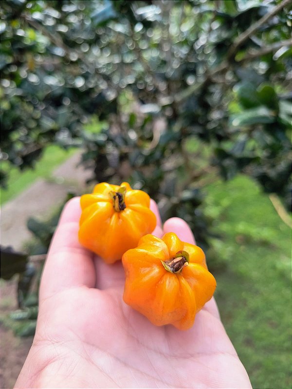 Pitangatuba - Eugenia selloi - Orquidario em Mogi Mirim/SP - As mais ...