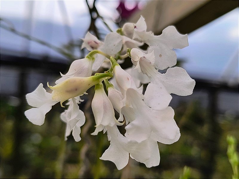 Rodriguezia Decora Semi Alba - Orquidario em Mogi Mirim/SP - As mais ...