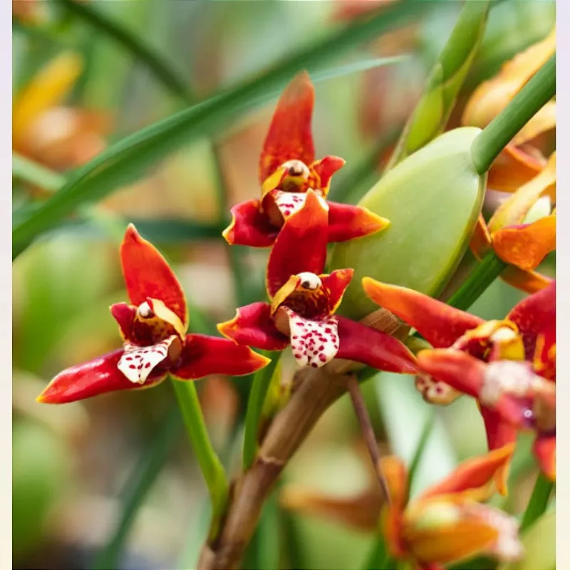 Orquidea Coco - Maxillaria Tenuifolia - Orquidario em Mogi Mirim/SP ...