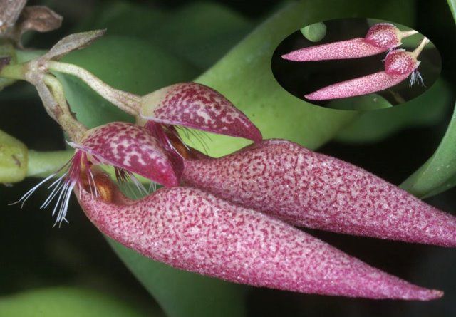 Bulbophyllum Mirum - Orquidario em Mogi Mirim/SP - As mais lindas ...