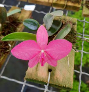 Sophronitis Wittigiana Rosea - Orquidario Itaipava
