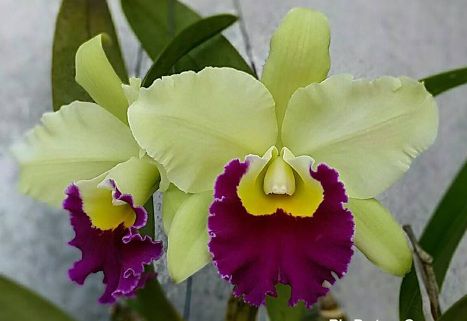 Rlc. Pratum Green - Orquidario Itaipava