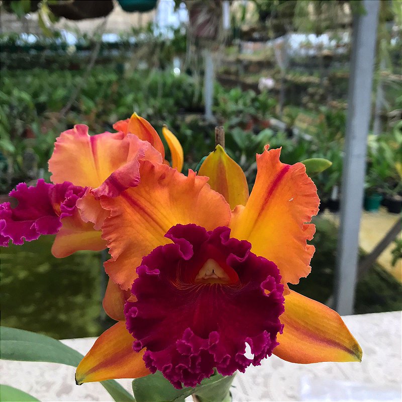 Rlc. Golden Paragon - Orquidario Itaipava