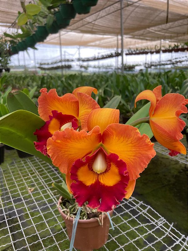 Cattleya Rlc. Nakornchaisri Delight - Orquidario Itaipava