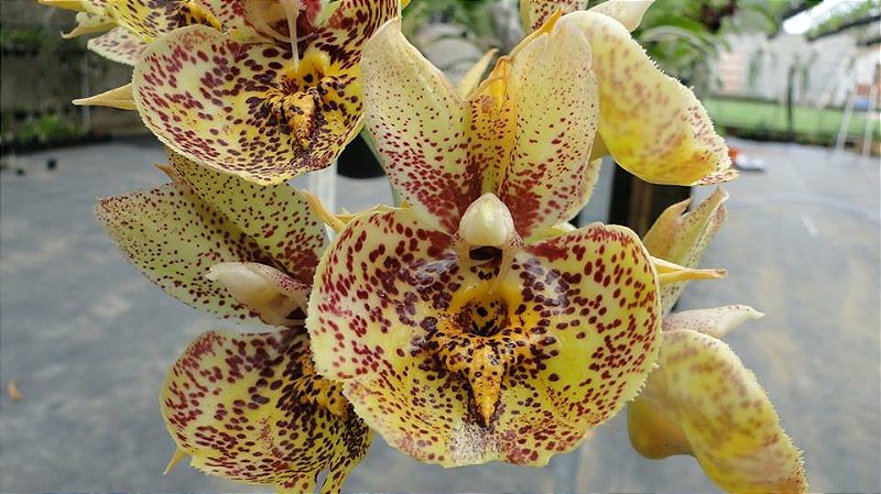 Catasetum Susan Fuchs - Orquidario Itaipava