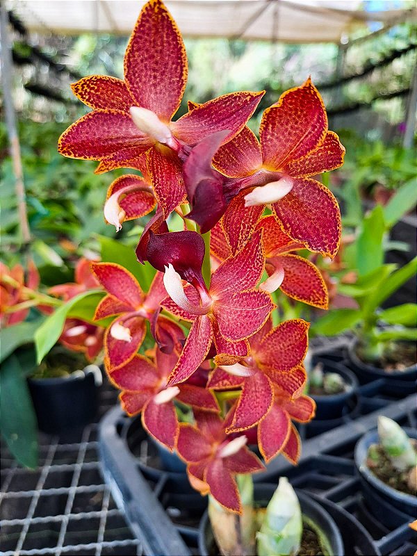 Cycnodes Jumbo Empire - Orquidario Itaipava