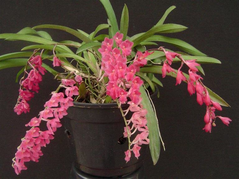 Rodriguesia Lanceolata Adulta - Orquidario Itaipava