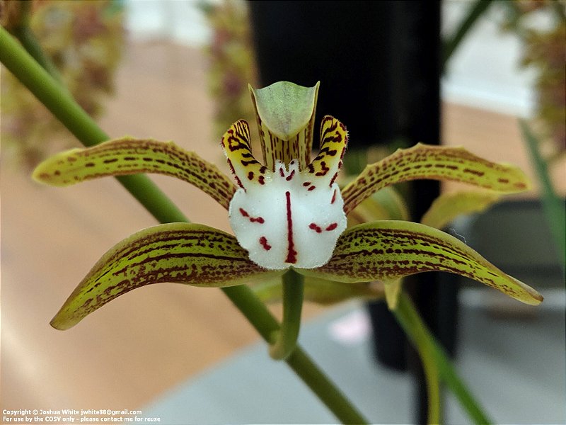 Cymbidium Erythraeum Forma Flava - Orquidario Itaipava
