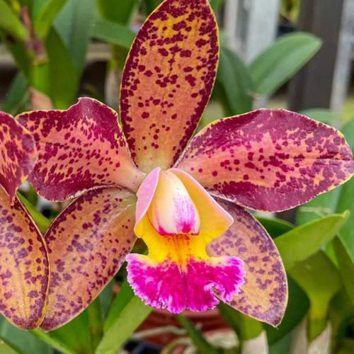 Blc. Durigan ‘Aphrodite’ - Orquidario Itaipava