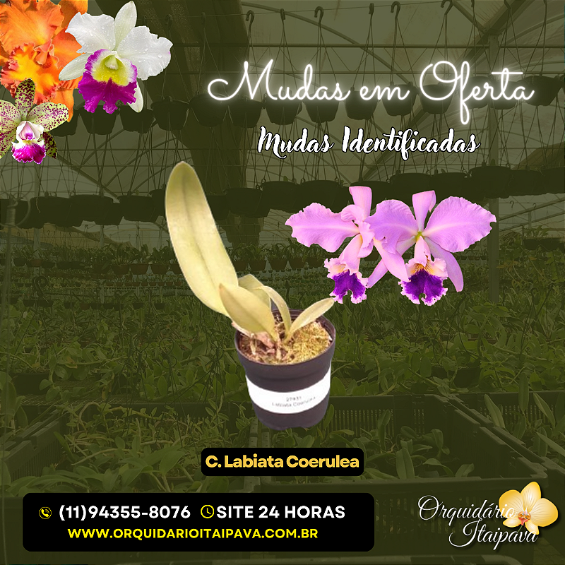 Mudas de C. Labiata Coerulea e Muitas Outras - Orquidario Itaipava