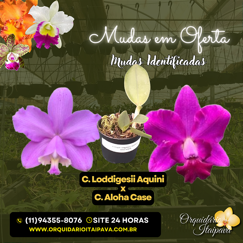 Muda de C. Loddigesii Aquini x C. Aloha Case - Orquidario Itaipava