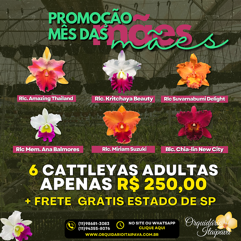 Kit 6 Cattleyas Adultas Prontas para Florir - Orquidario Itaipava