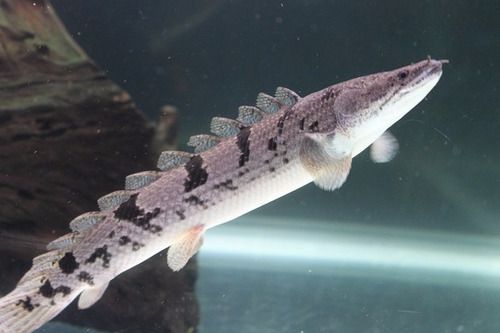 POLYPTERUS DELHEZI 8CM - Morumbi Aquarismo