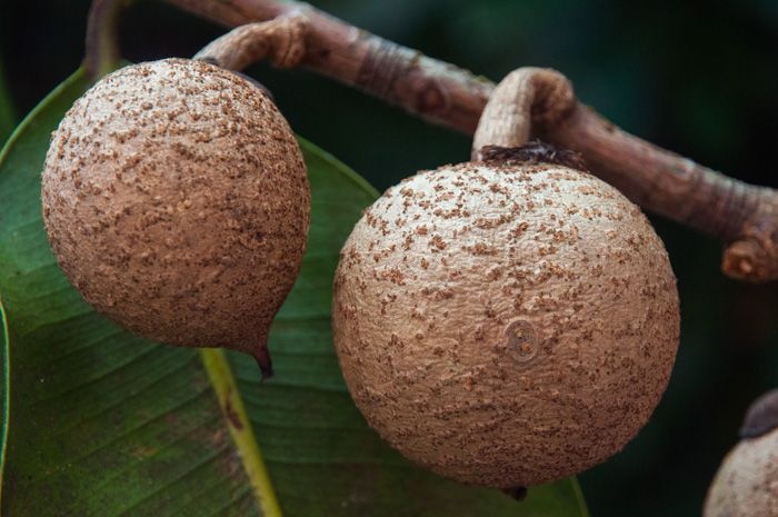 Abricó do Pará - Jardim Exótico - O maior portal de mudas do Brasil.