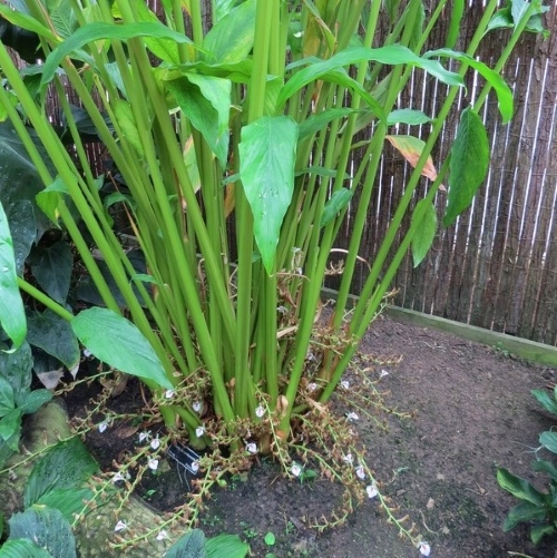 Planta De Cardamomo Verde Muda De Cardamomo Verdadeiro Safari Garden