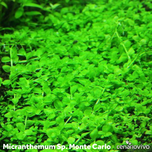 Micranthemum sp Monte Carlo: Carpete Fácil para um Aquário Lindo ...