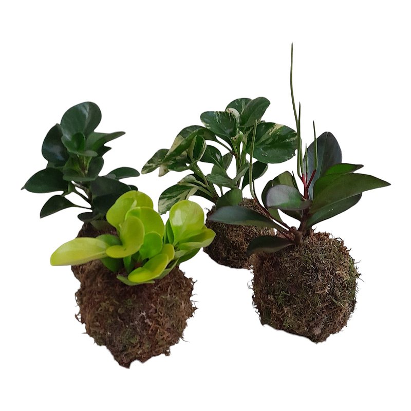 Kit 4 Kokedamas Peperômias Acabamento em Neutro Transparente - Meu Kokedama