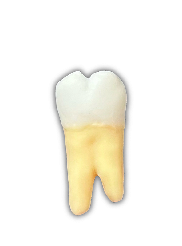 DENTE ENDO 37 POLPADO RADIOPACO - Orais Manequins Odontológicos