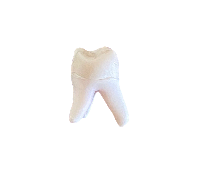 DENTE 55 DECÍDUO RADIOPACO - Orais Manequins Odontológicos