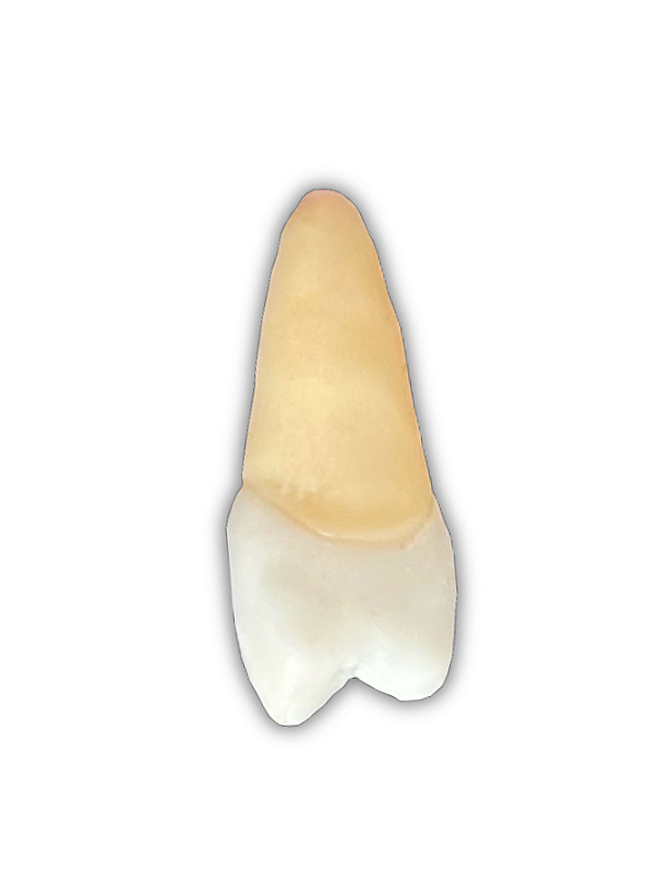 DENTE ENDO 25 POLPADO RADIOPACO - Orais Manequins Odontológicos