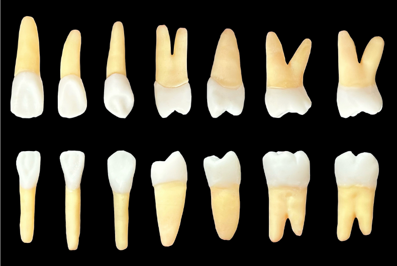DENTES ENDO (DE 21 À 27 E 31 À 37) POLPADO RADIOPACOS - Orais Manequins ...