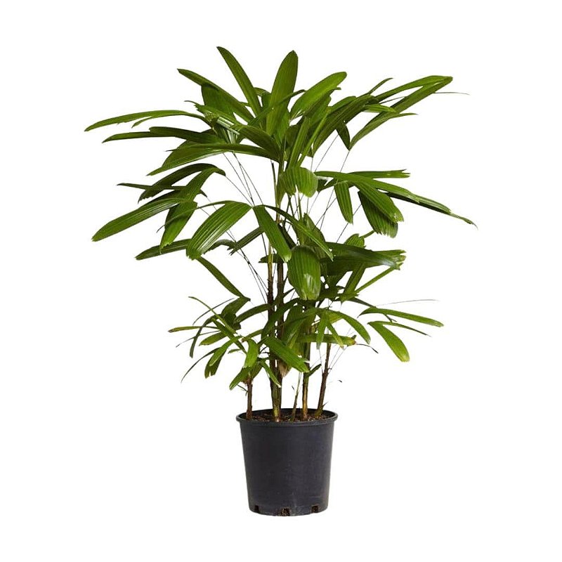 Mudas de Plantas Naturais