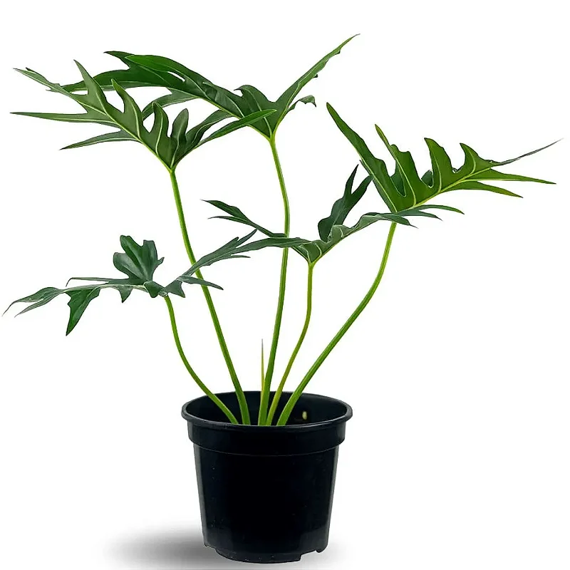 Muda de Guaimbê Pote 20 – Philodendron bipinnatifidum para Jardim Trop ...