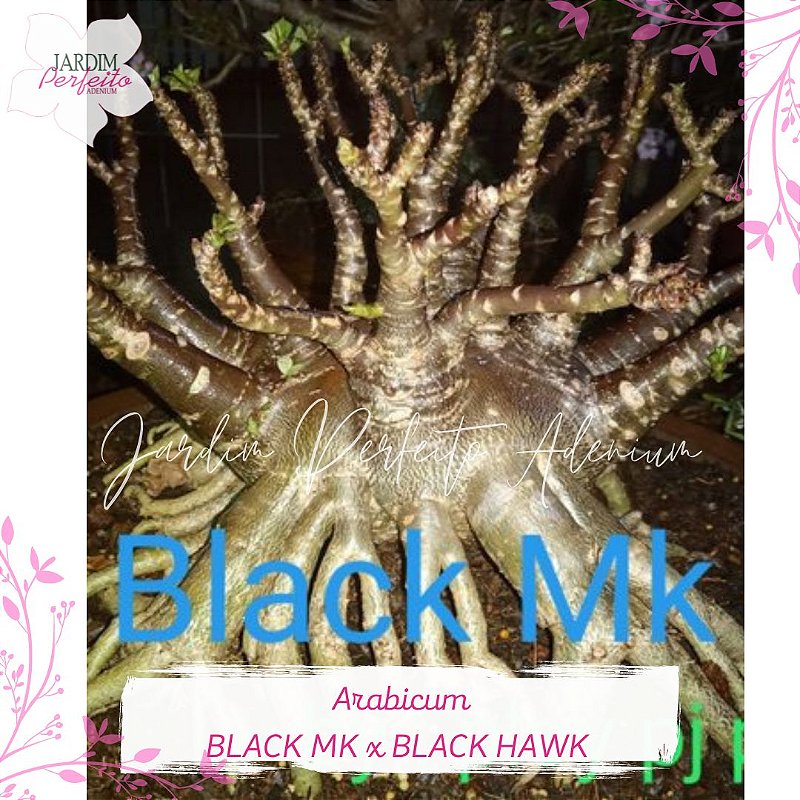 1 SEMENTE ARABICUM MKMK X BLACK HAWK - Jardim Perfeito Adenium Ltda