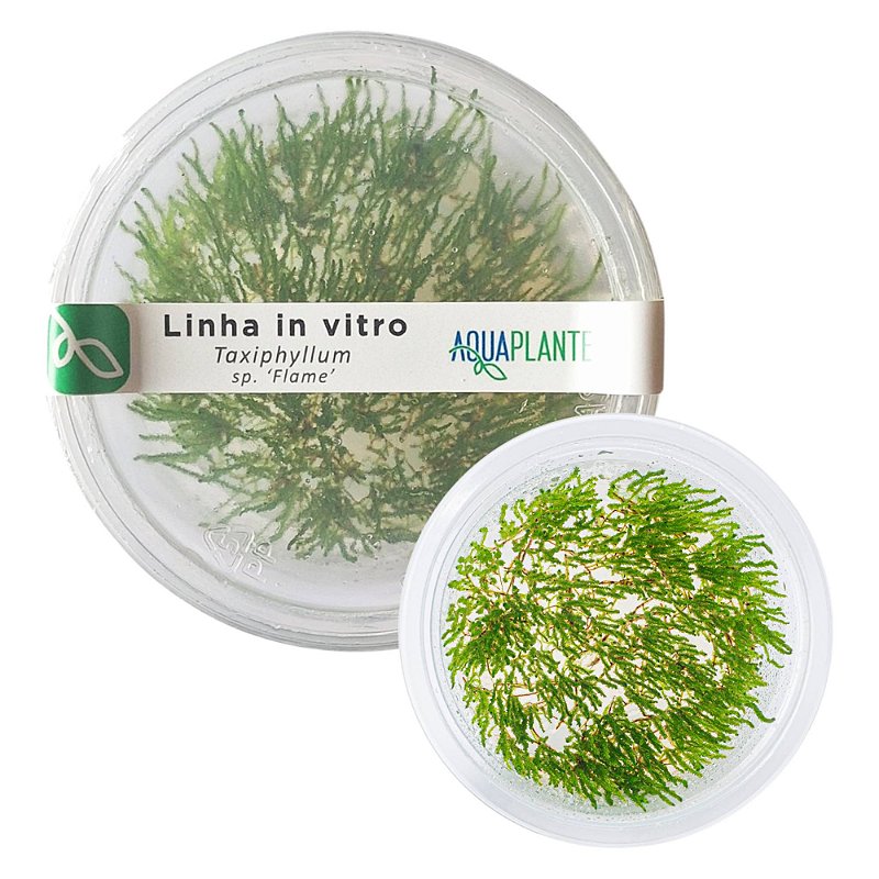 Musgo Para Aquário Taxiphyllum sp. 'Flame' (Flame Moss) - AquaPlante ...