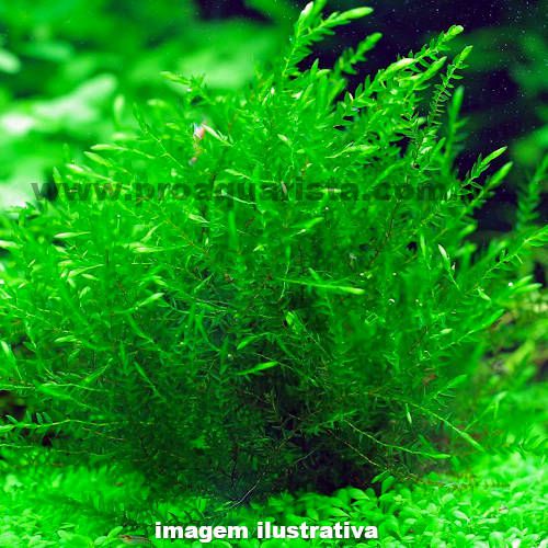 Fontinalis antipyretica (Willow Moss) - Pró-Aquarista