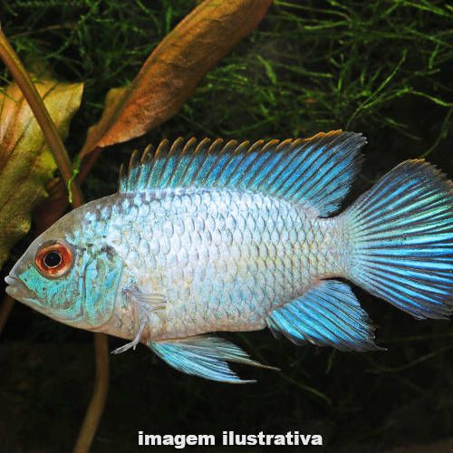 Acará Azul Neon (Andinoacara pulcher) - Pró-Aquarista