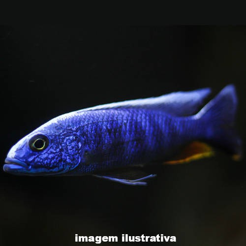 Electric Blue Iceberg Macho (Sciaenochromis fryeri) - Pró-Aquarista