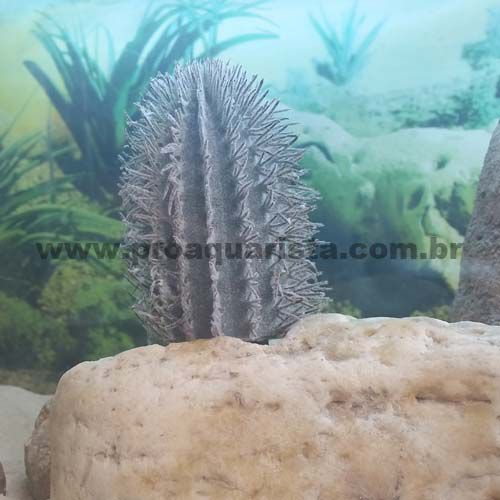 Planta Cactus Dedo Pequeno (15 cm) - Pró-Aquarista