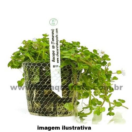 Bacopa sp. "Tamarana" - Pró-Aquarista