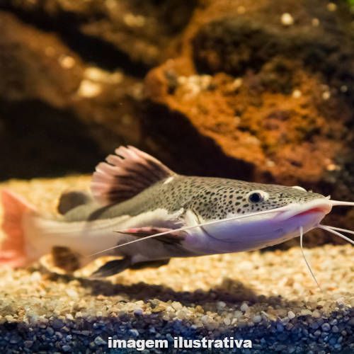 Pirarara - 15 a 30 cm (Phractocephalus hemioliopterus) - Pró-Aquarista